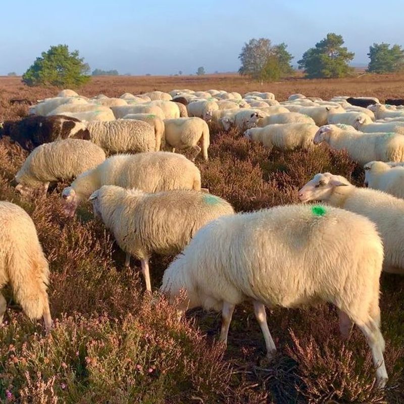 Schaapherder Daphne nu nog meer op haar hoede voor de wolf - Omroep ... Schaapherder Daphne nu nog meer op haar hoede voor de wolf - Omroep ...