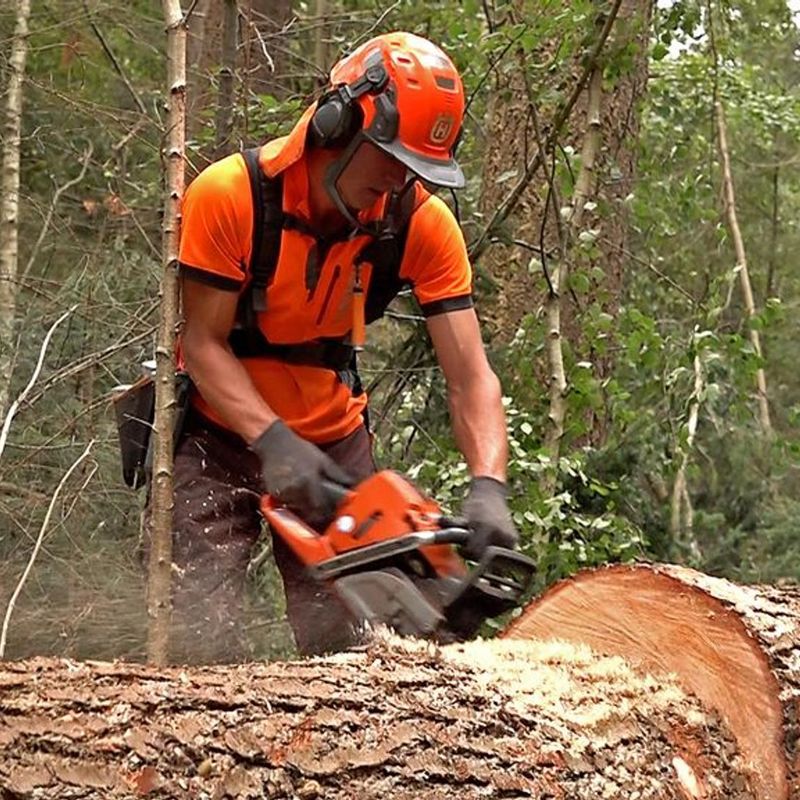 Zaagseizoen in Gelderse bossen begonnen, dit moet je erover weten - Omroep Gelderland