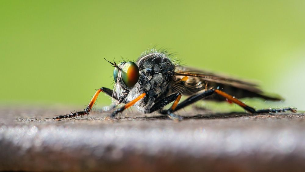 Dieren zien de wereld totaal anders - RTV Drenthe