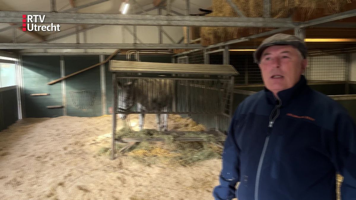 Waar komt muildier Otto vandaan? - RTV Utrecht