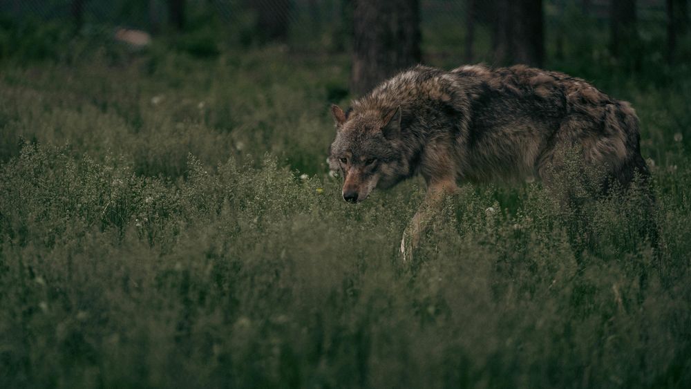 Hond blijkt toch gebeten door wolf in Zeist - RTV Utrecht
