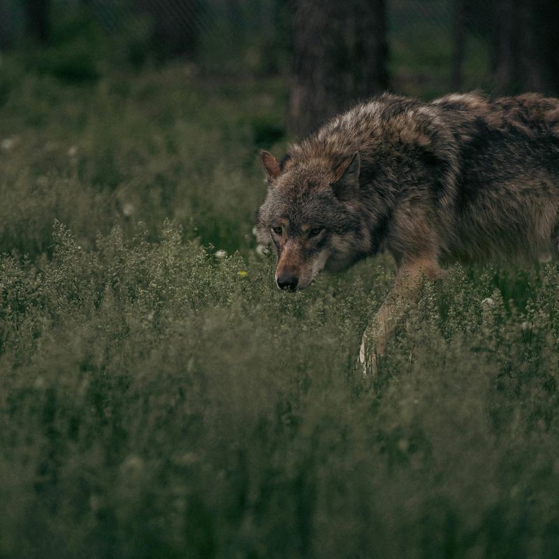 Hond blijkt toch gebeten door wolf in Zeist - RTV Utrecht