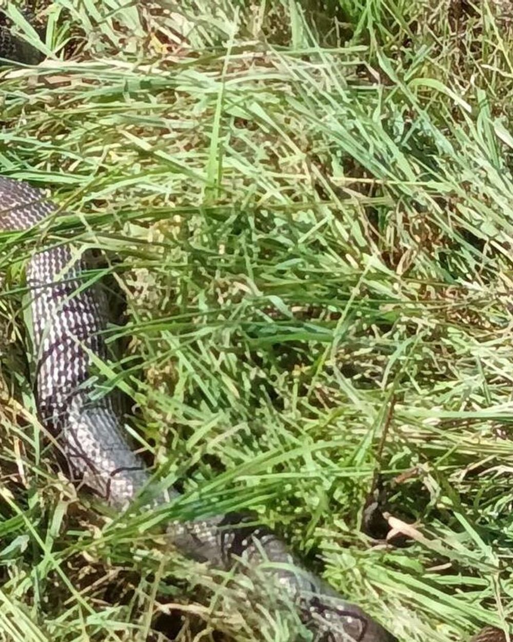 Vijf vragen en antwoorden over de Russische rattenslangen in Eelde ...