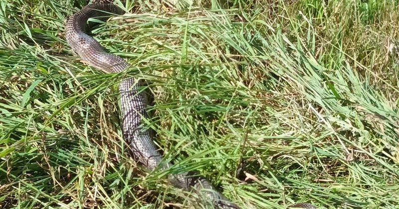 Vijf vragen en antwoorden over de Russische rattenslangen in Eelde ...