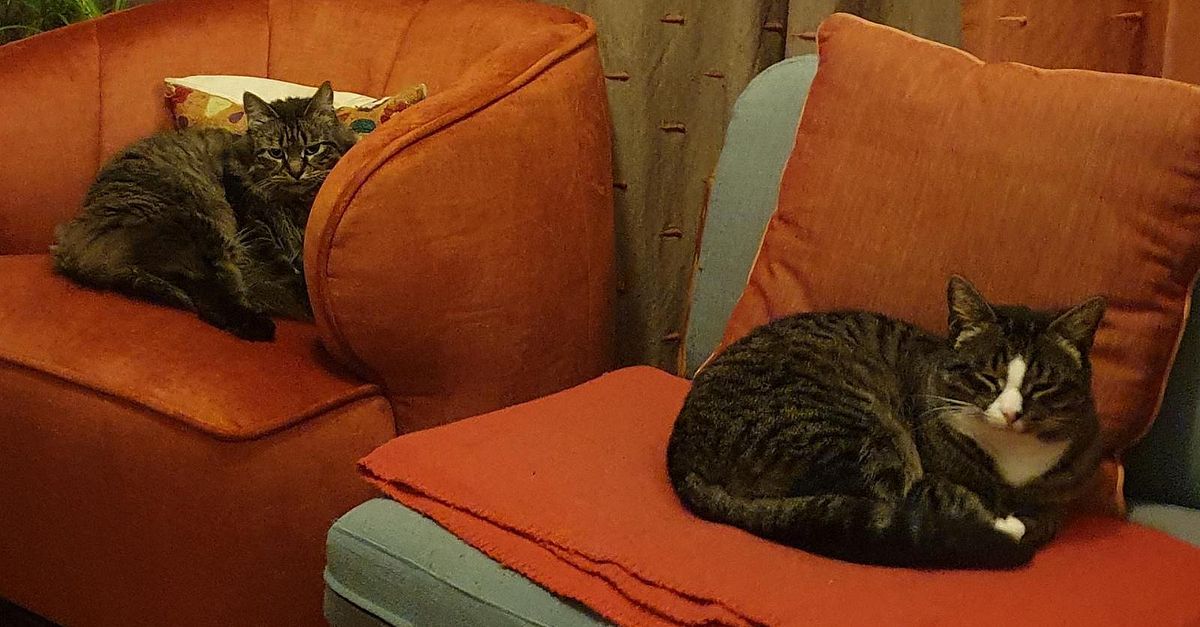 Nog zeker 3 katten vermist na explosie in Utrecht: 'Sommigen hebben ...