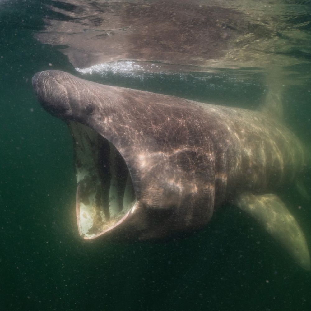 Noordzee zoals je die nog nooit eerder hebt gezien: 'Wilder dan we ...