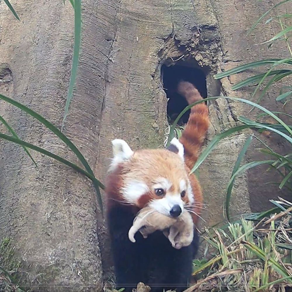Rode panda geboren in Diergaarde Blijdorp, tweede jong overleden - Rijnmond