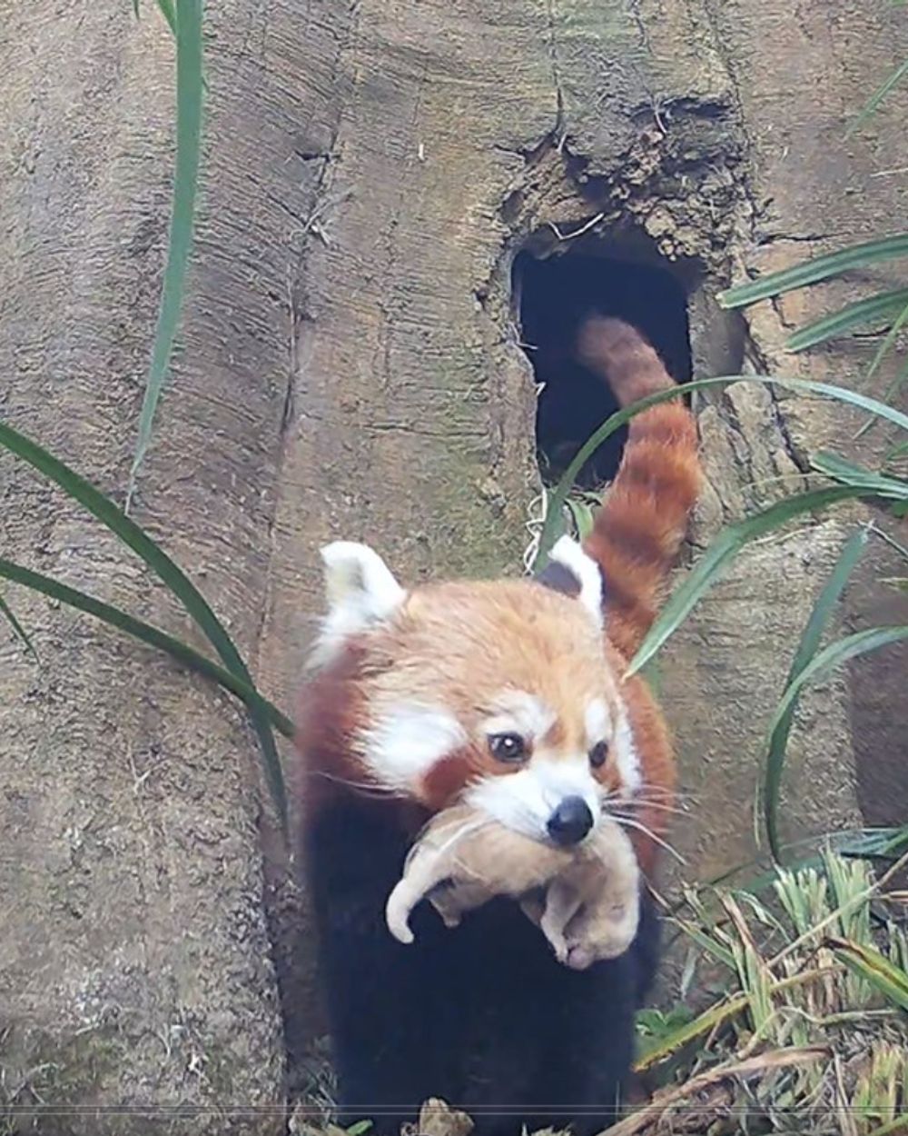 Rode panda geboren in Diergaarde Blijdorp, tweede jong overleden - Rijnmond