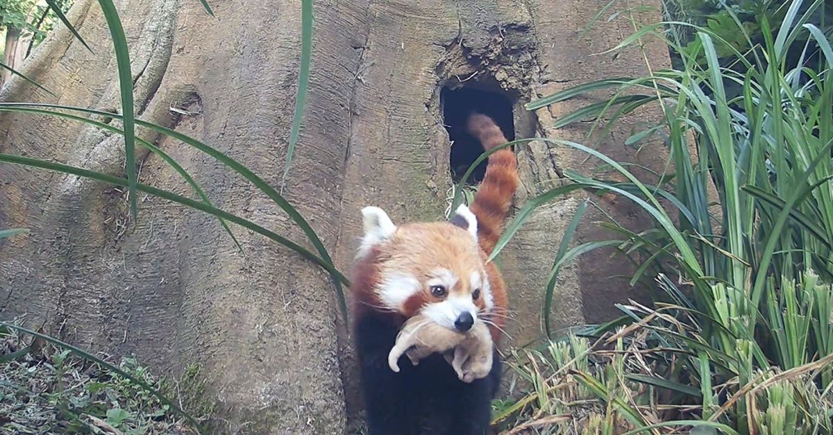 Rode panda geboren in Diergaarde Blijdorp, tweede jong overleden - Rijnmond