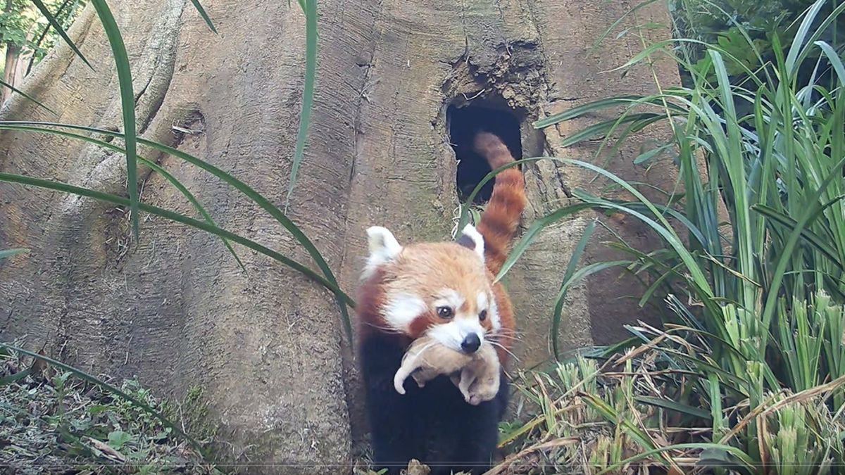 Rode panda geboren in Diergaarde Blijdorp, tweede jong overleden - Rijnmond