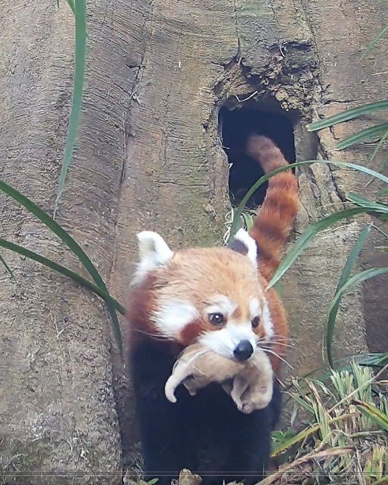Rode panda geboren in Diergaarde Blijdorp, tweede jong overleden - Rijnmond