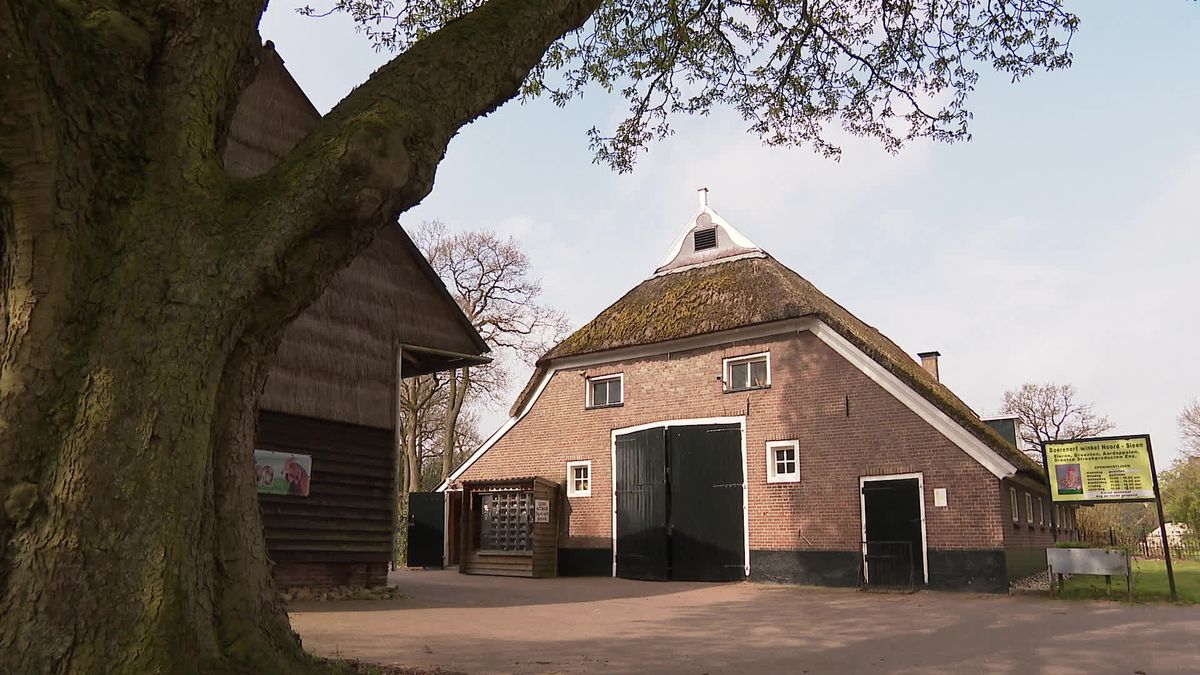 Kippen maken plaats voor bijzonder brinkje in Noord-Sleen - Oozo.nl