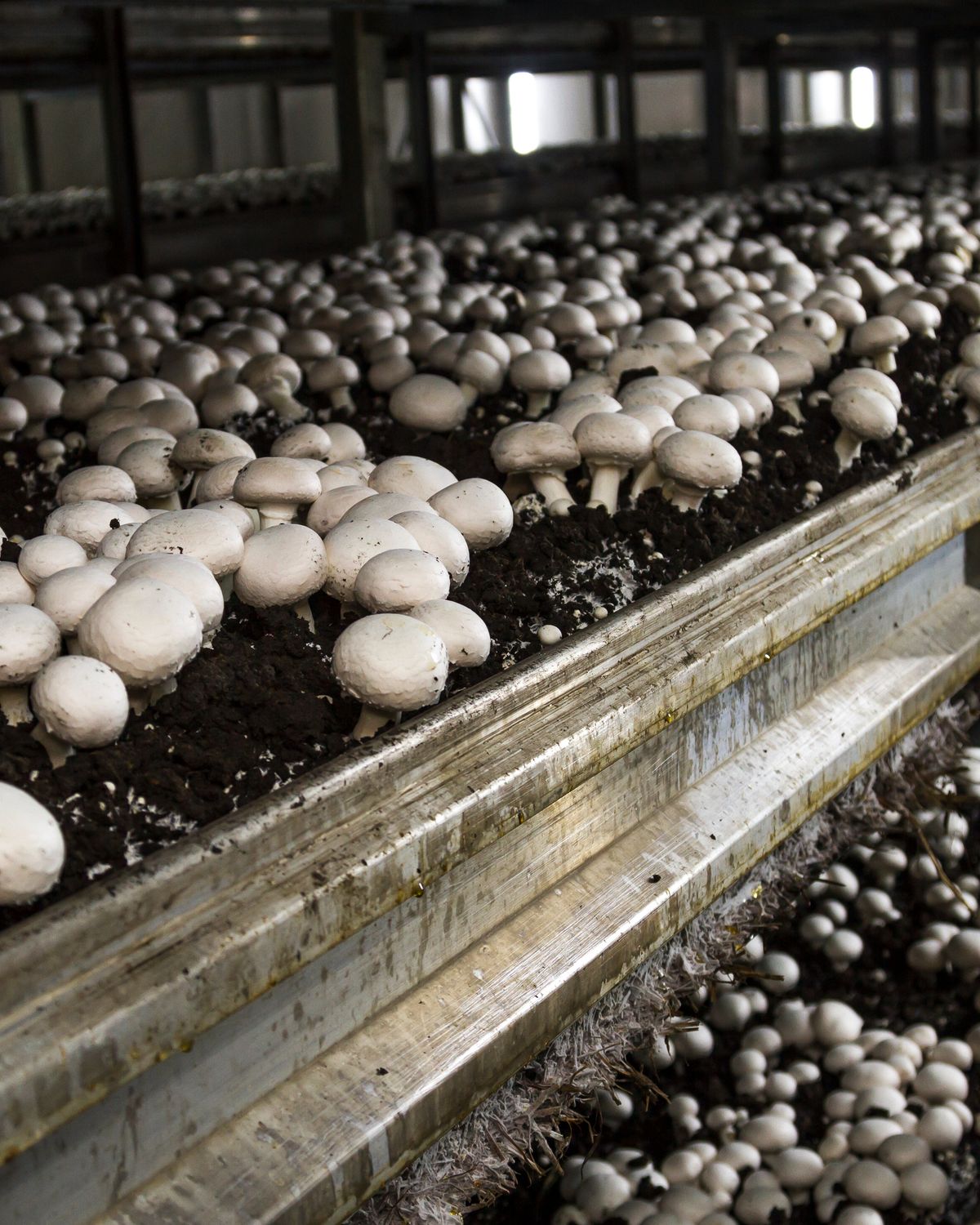 Limburgse bedrijven over importheffing VS: 'Amerikaanse consumenten moeten meer betalen' - L1 Nieuws