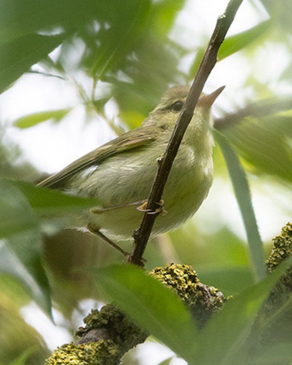 Watertandend wachten op zeer zeldzaam vogeltje: 'Ik heb hier 1,5 uur ...