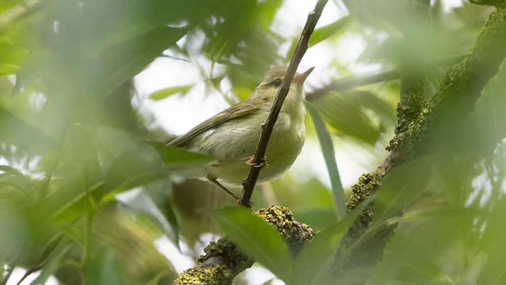 Watertandend wachten op zeer zeldzaam vogeltje: 'Ik heb hier 1,5 uur ...