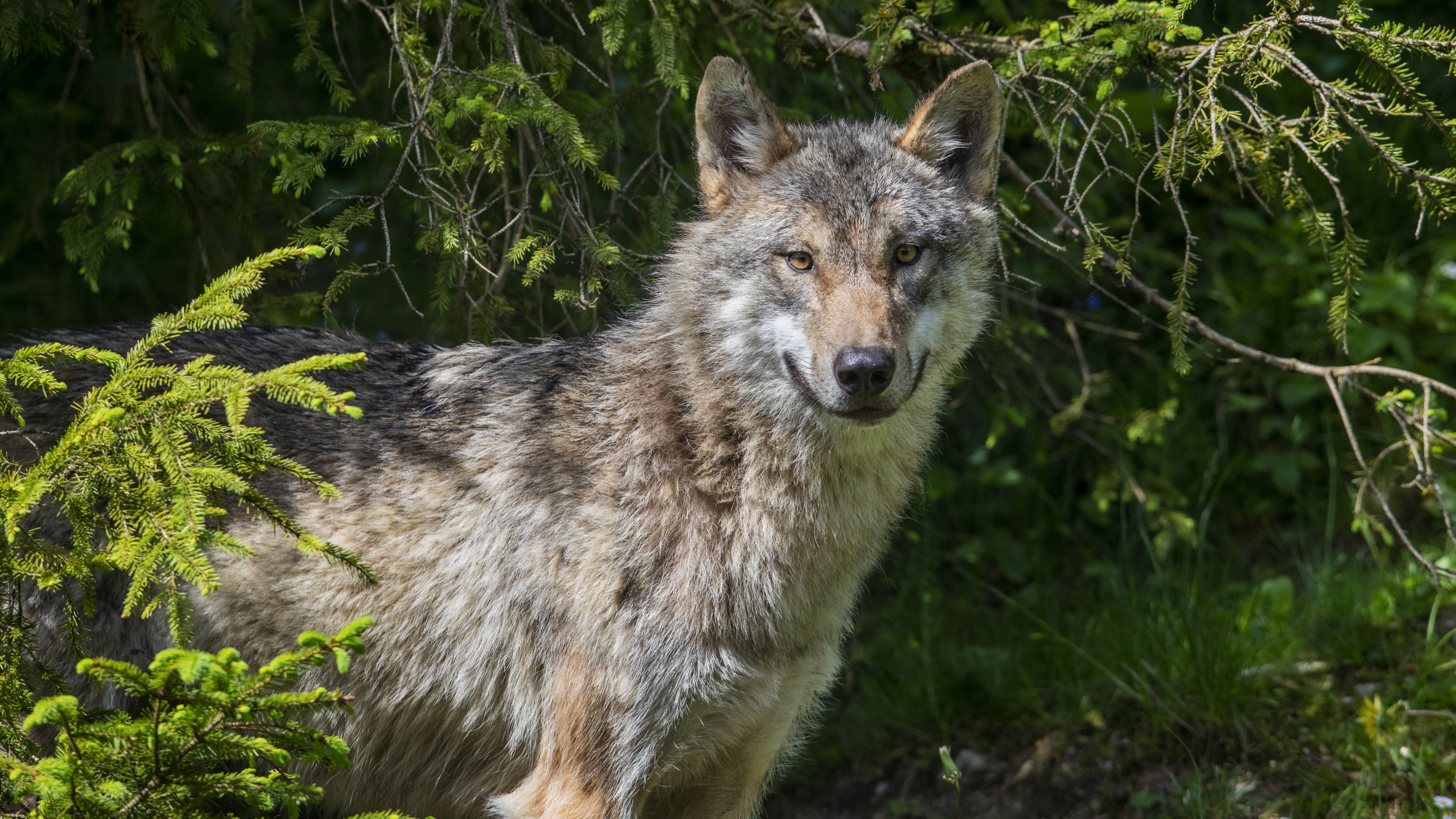 Minstens vijf wolven geboren in regio Midden-Drenthe - RTV Drenthe