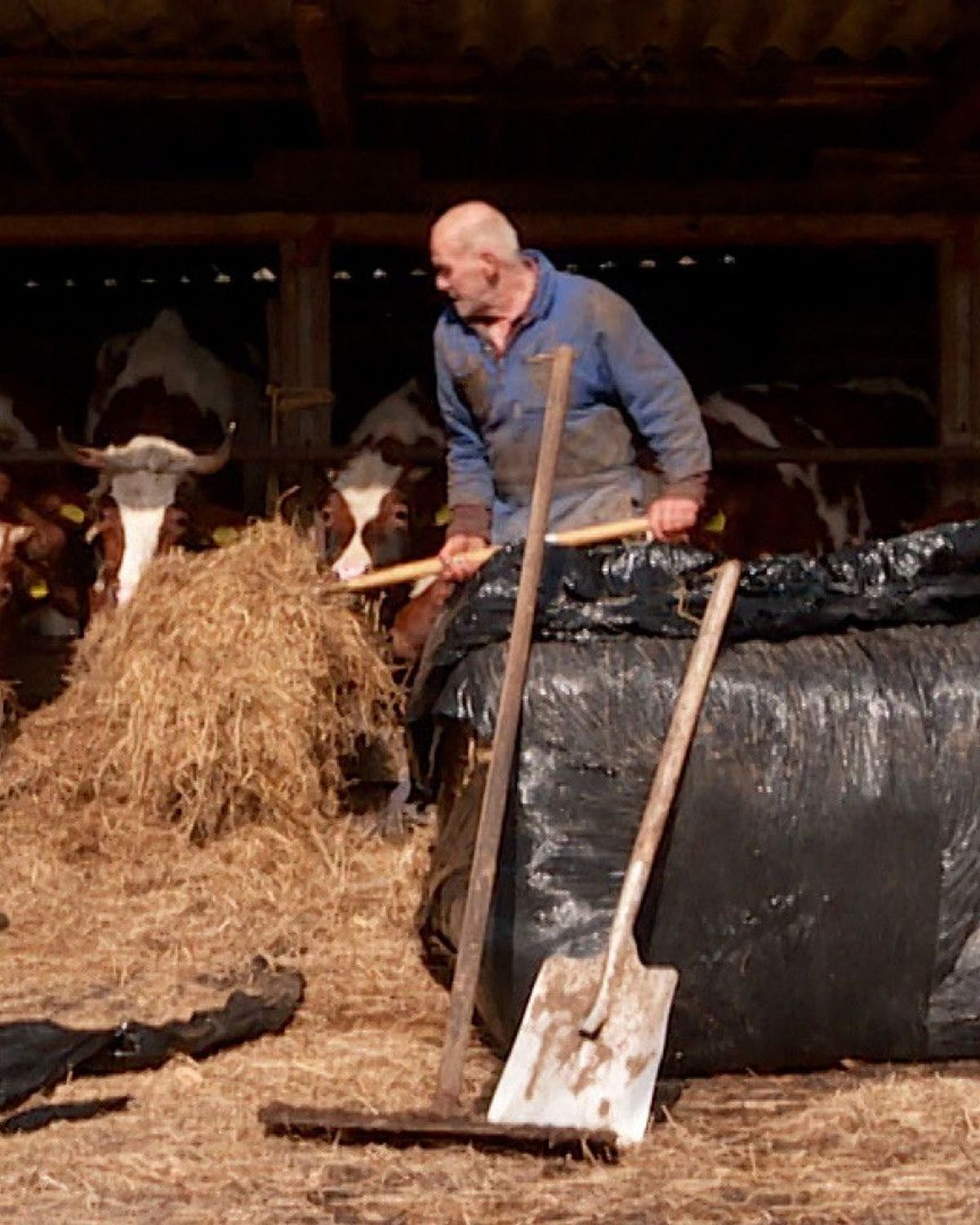 Is nieuw stikstofbeleid einde voor huidige boeren in Groene Hart? 'Die onzekerheid is niet leuk ...