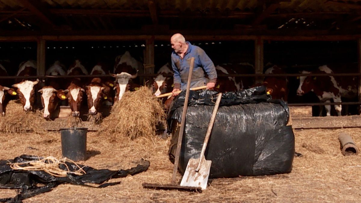 Is nieuw stikstofbeleid einde voor huidige boeren in Groene Hart? 'Die onzekerheid is niet leuk ...
