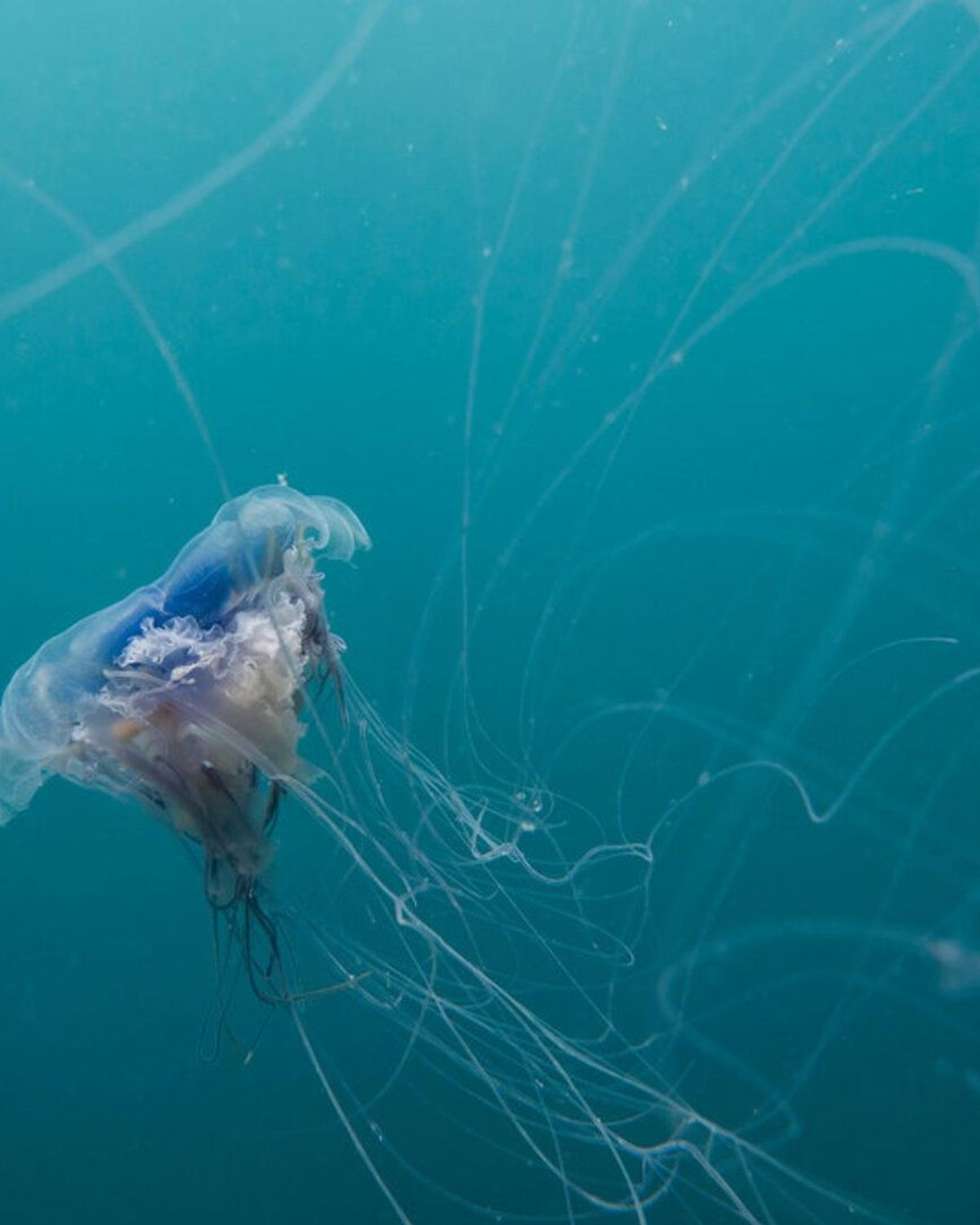 Kwallen hebben steeds vroeger last van voorjaarskriebels en dat is ...