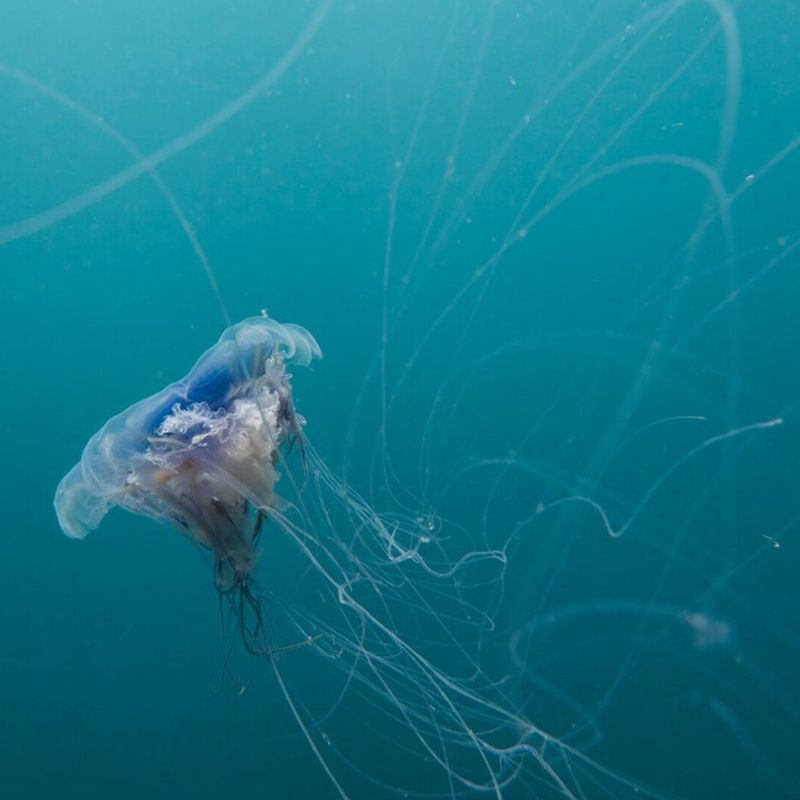 Kwallen hebben steeds vroeger last van voorjaarskriebels en dat is ...