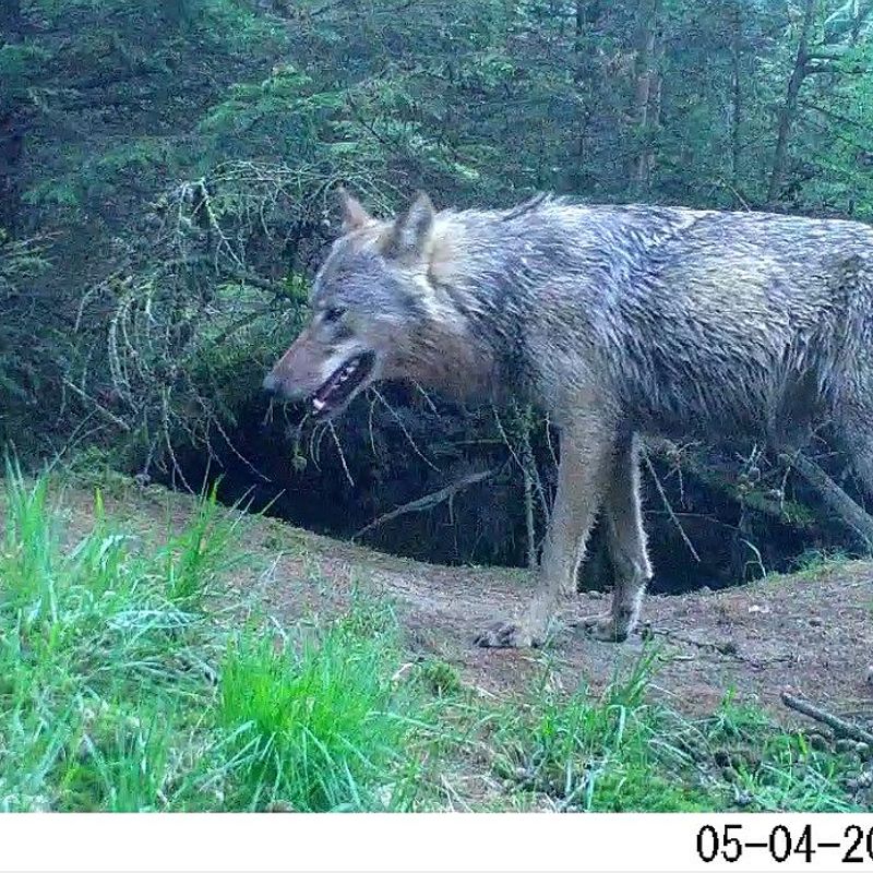 Wolf vestigt zich in Drenthe - RTV Drenthe