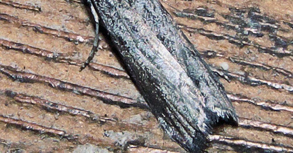 Hoe komen die meelmotten toch in mijn huis? - Rijnmond