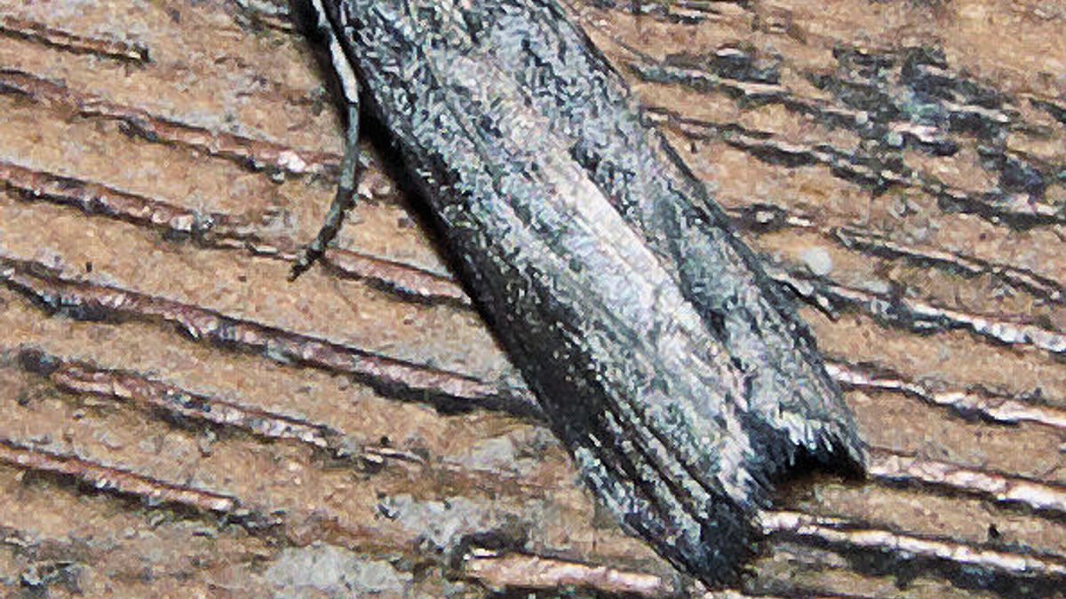 Hoe komen die meelmotten toch in mijn huis? - Rijnmond