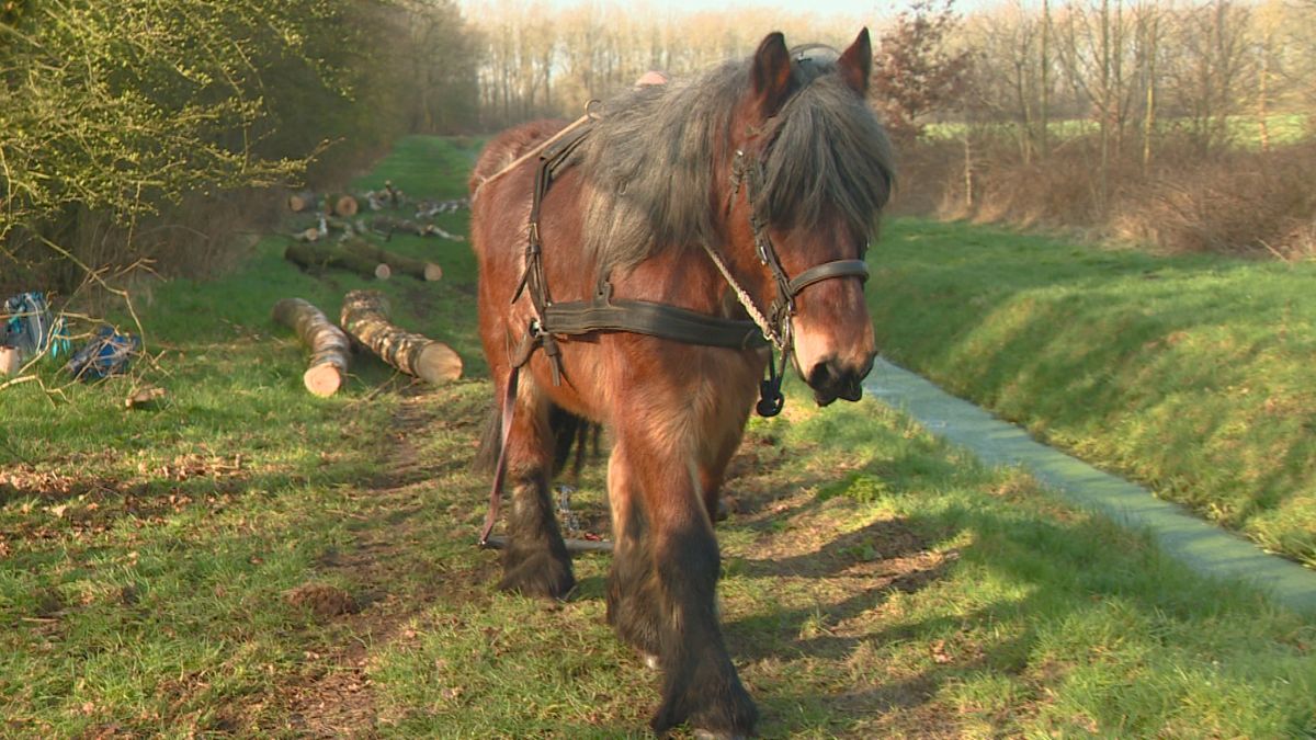 Geen machines, maar paarden slepen boomstammen uit het bos in ...