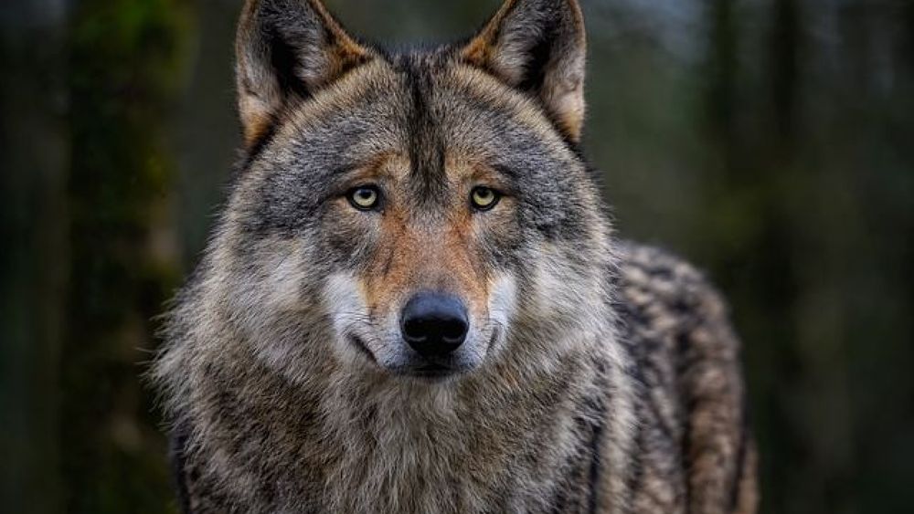 DNA-onderzoek bevestigt: wolf doodde afgelopen maand 189 schapen ...