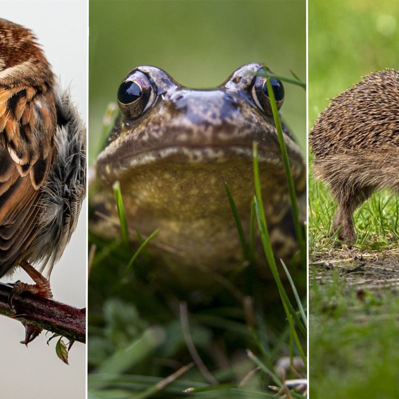 Wat de mus, egel en de bruine kikker over de natuur vertellen aan de ...