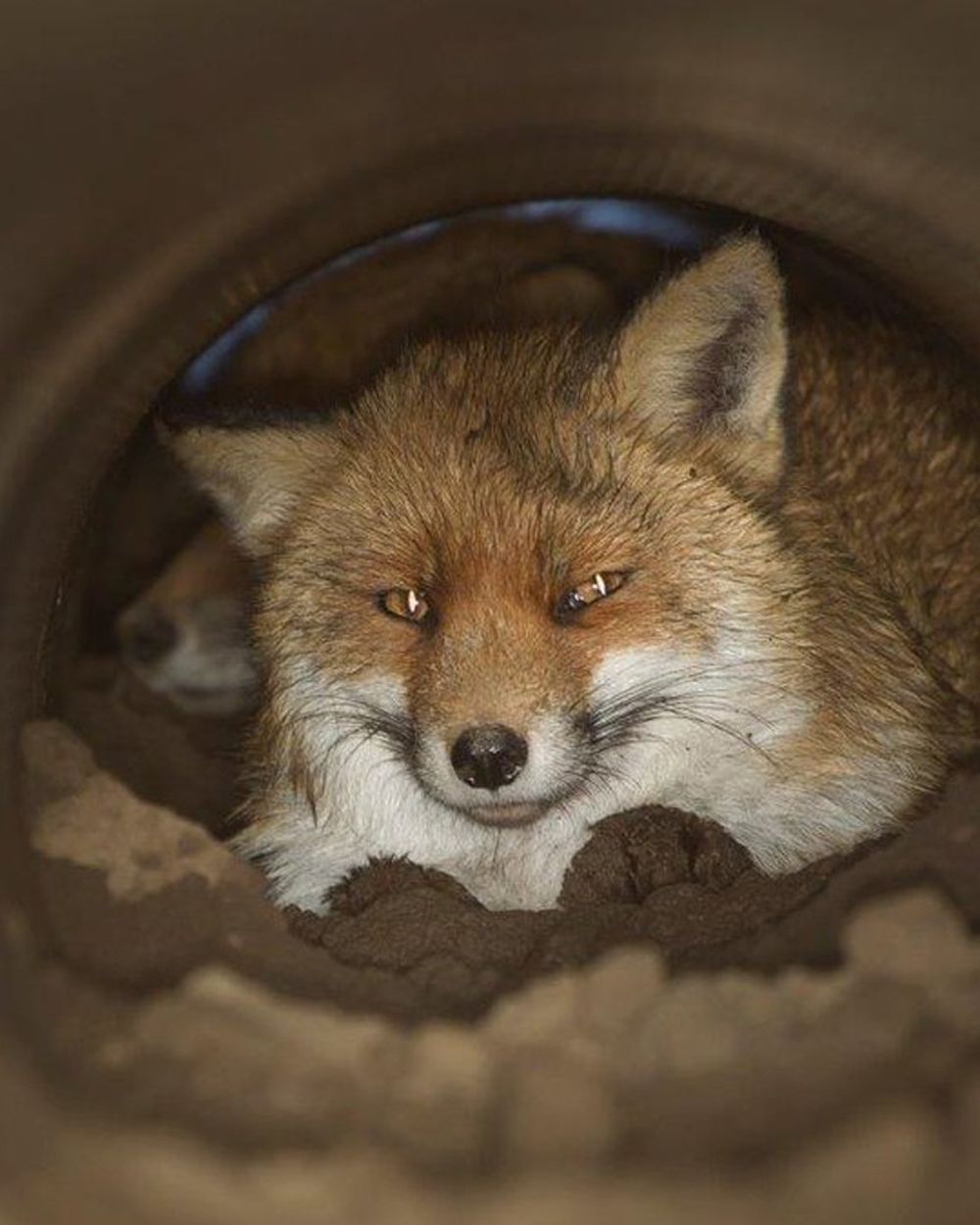 Wat een plaatje: twee vossen chillen in een duiker - RTV Noord