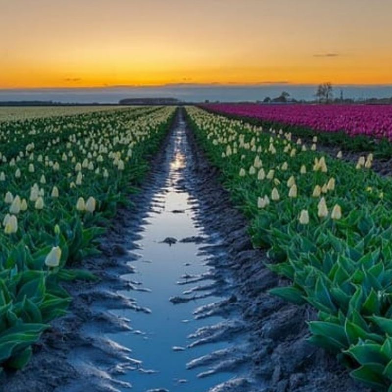 Zien: 15 prachtfoto's van bollenvelden in bloei - RTV Noord