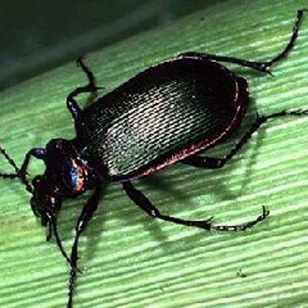 Nieuwe soorten loopkevers - RTV Drenthe