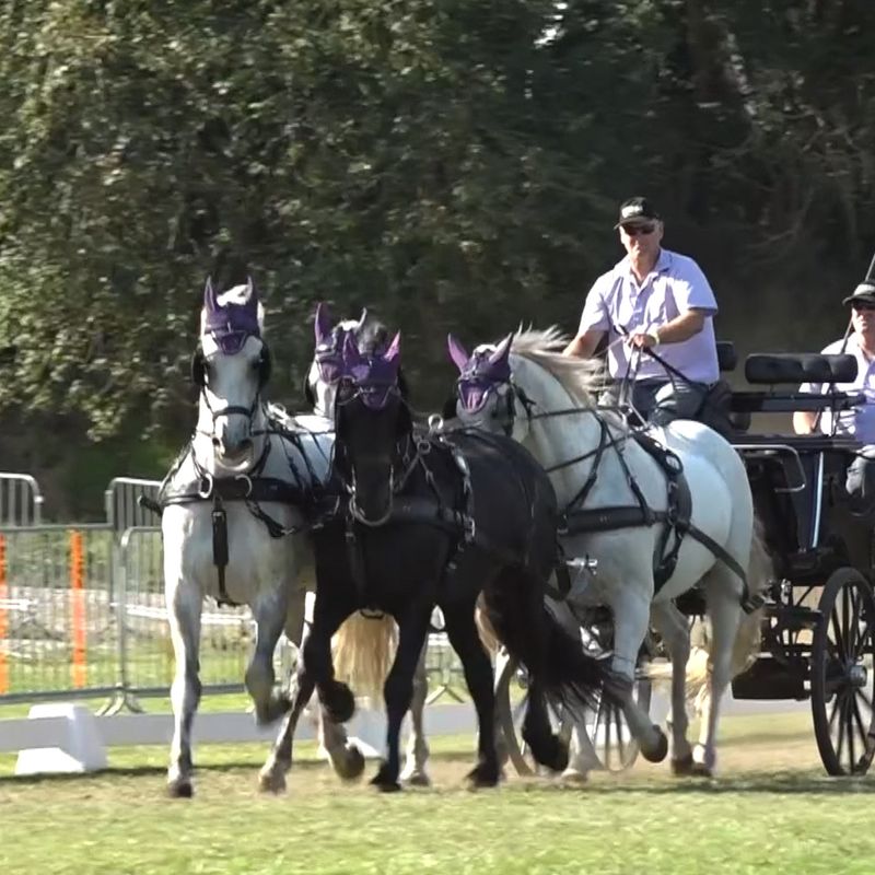Harry Streutker debuteert op z'n 54e bij EK mennen voor vierspannen in ...