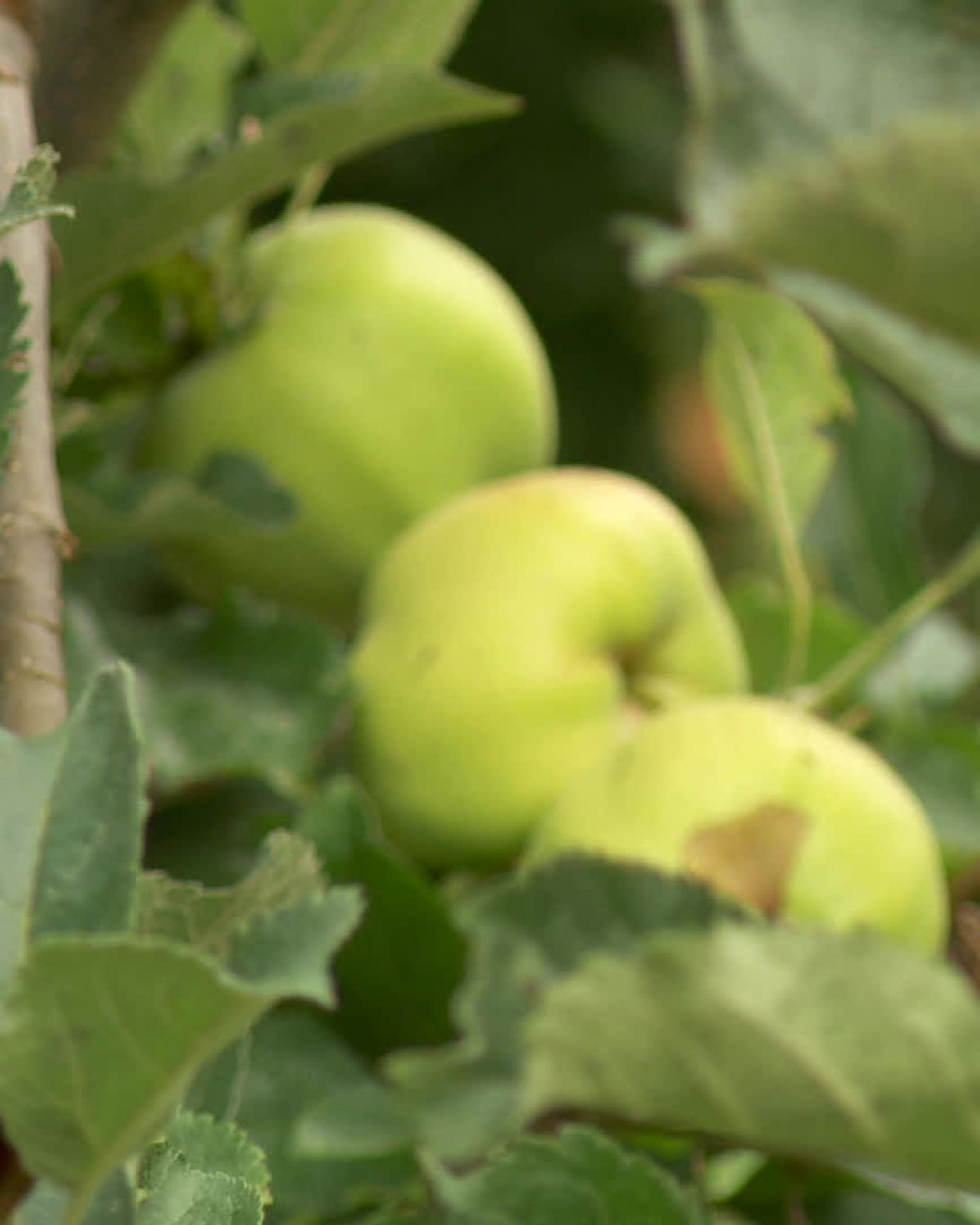 Het is een goed jaar voor fruit, dat merken ze ook in Oudebildtzijl ...