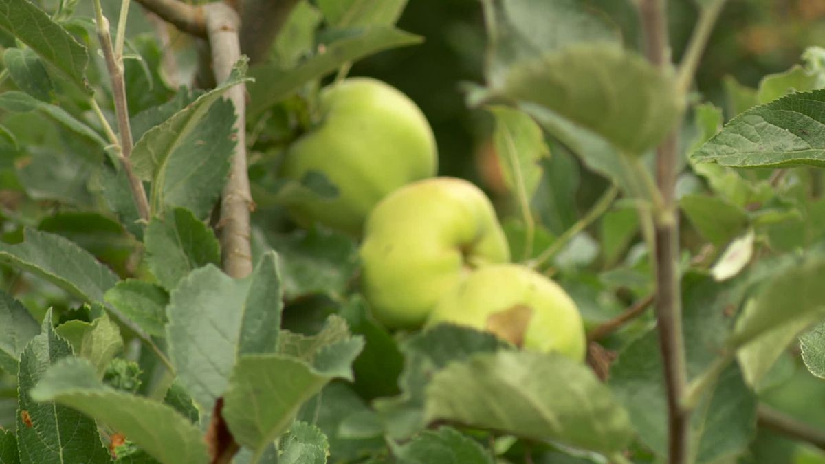 Het is een goed jaar voor fruit, dat merken ze ook in Oudebildtzijl ...