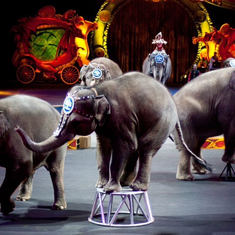 Circus Renz International mag met olifanten door Nederland reizen - RTV ...