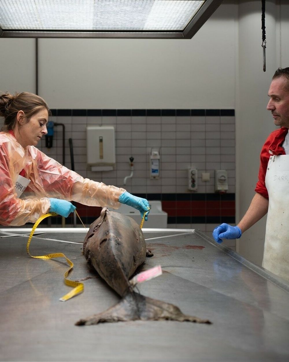 Wat maakt de dode dolfijn van Harlingen zo speciaal? "Zo'n dier zien we ...