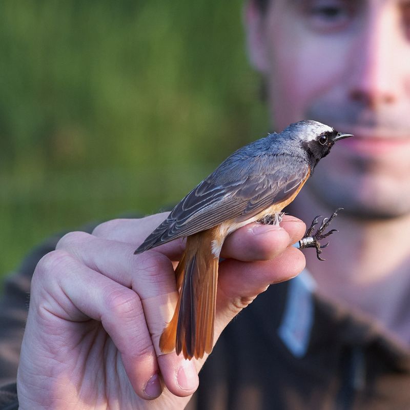 De Friese Wouden 'eldorado' voor roodstaart door rijk rupsenjaar ...