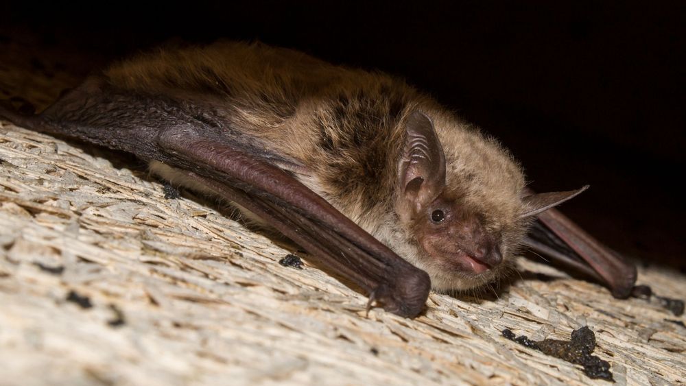 Superzeldzame meervleermuis dreigt uit te sterven door isolatie - Oost