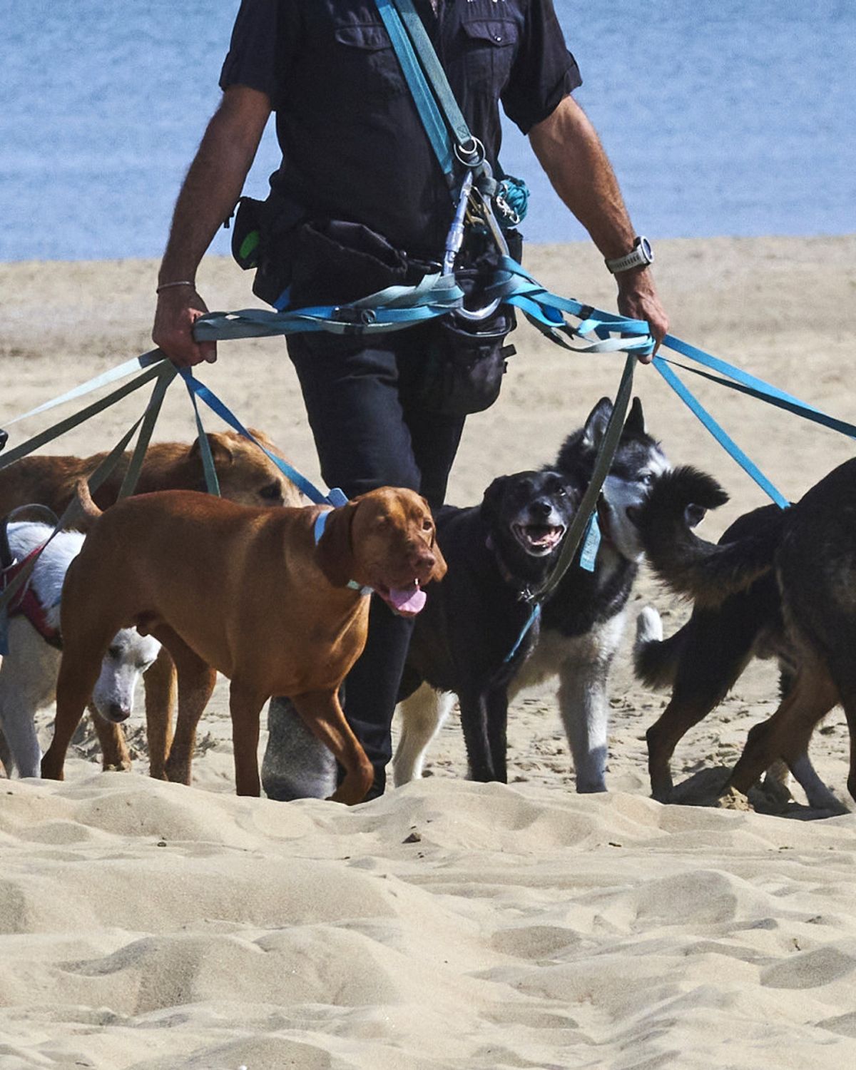 René heeft zelf 21 honden, maar zoekt er nog 700 voor wereldrecordfoto ...