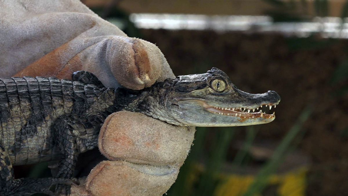 Kaaiman in Dordtse achtertuin - Rijnmond