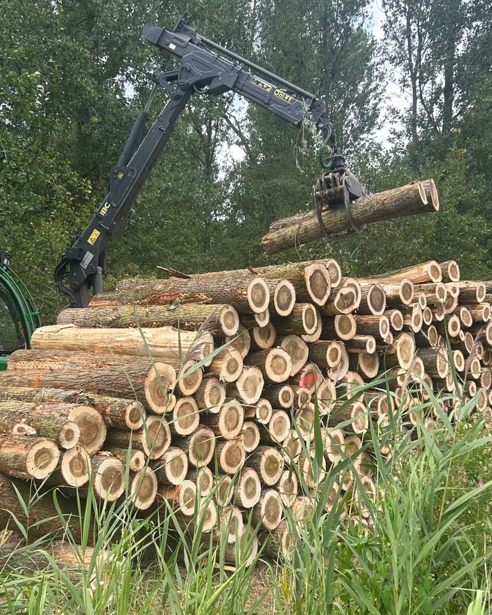Dit is waarom er honderden bomen in het Leeuwarder bos worden gekapt ...