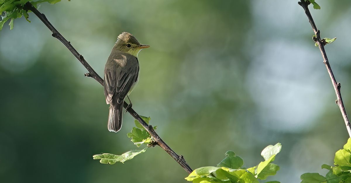De orpheusspotvogel: een vogel die klinkt als een spoorwegovergang ...