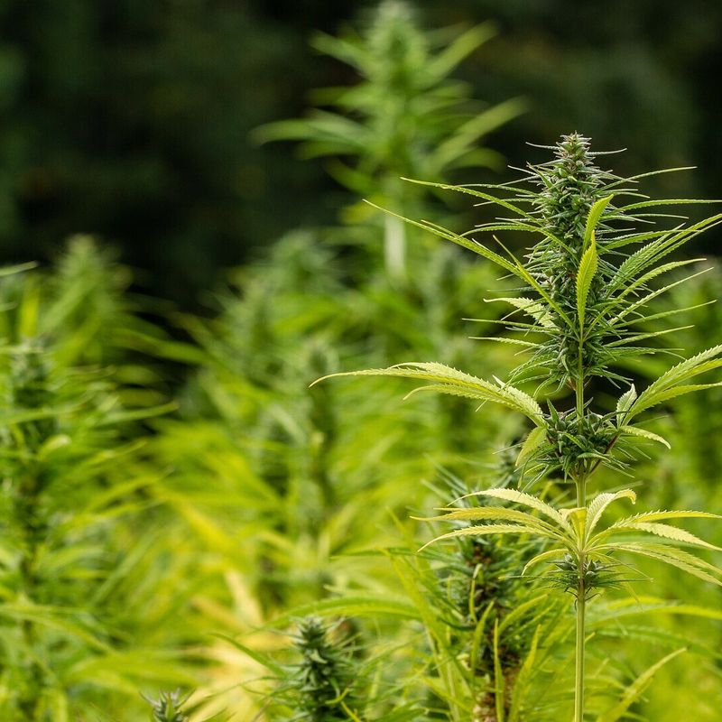 Drugs, wapens en illegaal stroom tappen levert man uit Eerste ...