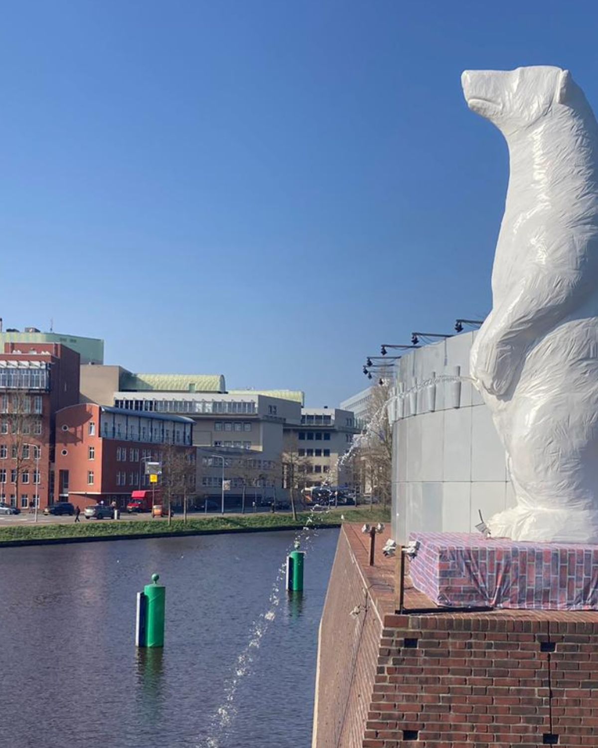 Pissende IJsbeer leegt blaas vanaf vandaag in Groningen - RTV Utrecht