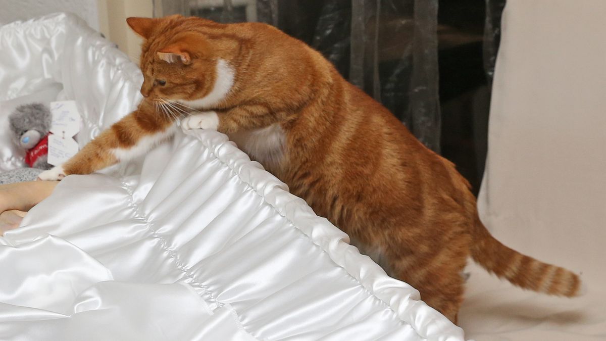 Rakker de rouwende kater in top 3 fotowedstrijd - RTV Drenthe