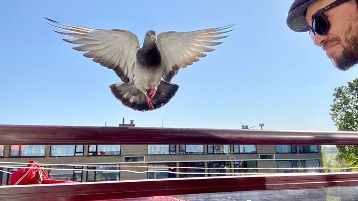 Vlaardingse stadsduiven Ollie en Dollie winnen World Press Photo - Rijnmond