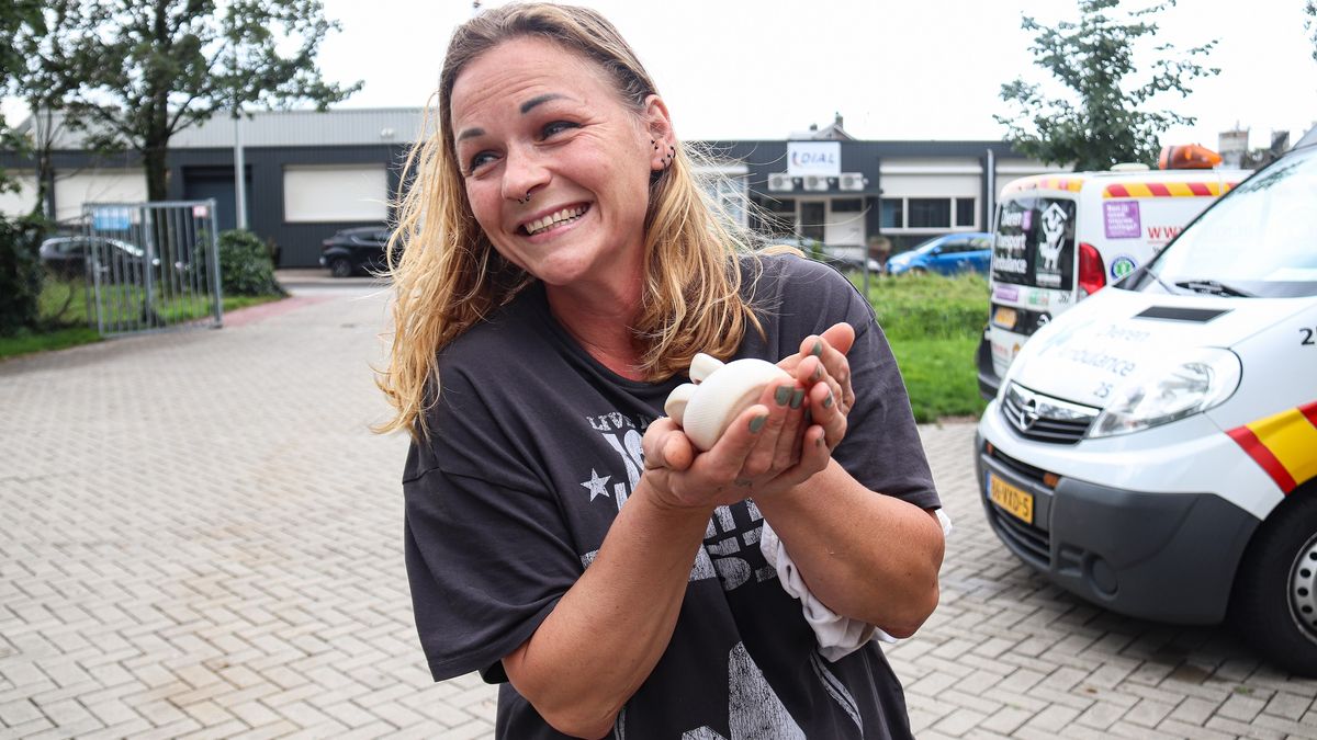 VIDEO: Eigenaresse van ontsnapte python Antonio dolblij na hereniging ...