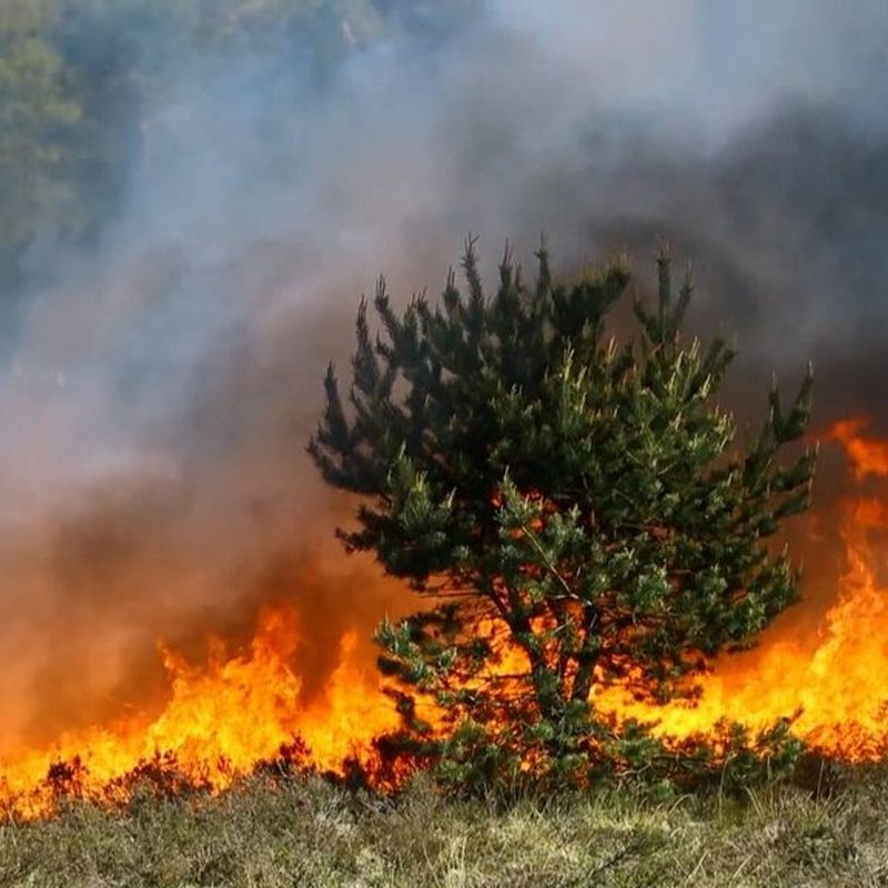 Brandweer vraagt hulp, zo voorkom je een natuurbrand - Omroep Gelderland Brandweer vraagt hulp, zo voorkom je een natuurbrand - Omroep Gelderland